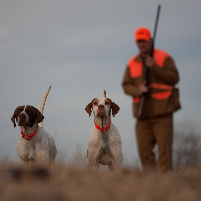 Episode 5: Who are the major predators of quail? - Rolling Plains Quail ...