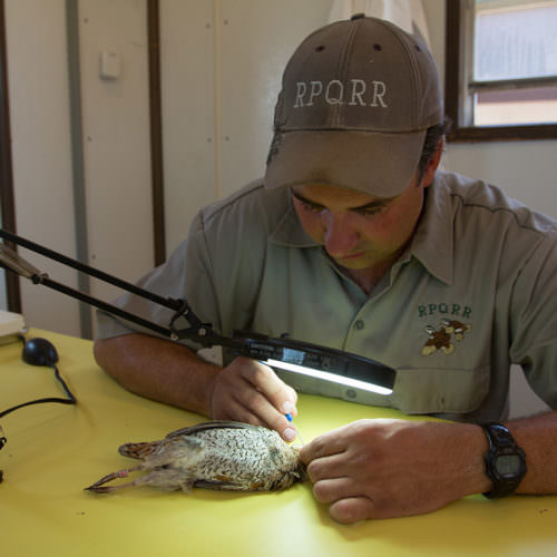 Episode 5: Who are the major predators of quail? - Rolling Plains Quail ...