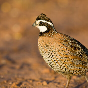 Episode 5: Who are the major predators of quail? - Rolling Plains Quail ...