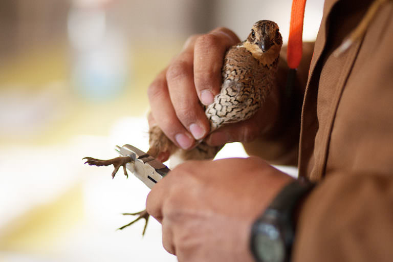 Research Projects - Rolling Plains Quail Research Foundation