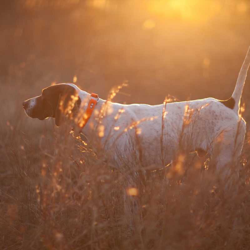 Episode 5: Who are the major predators of quail? - Rolling Plains Quail ...