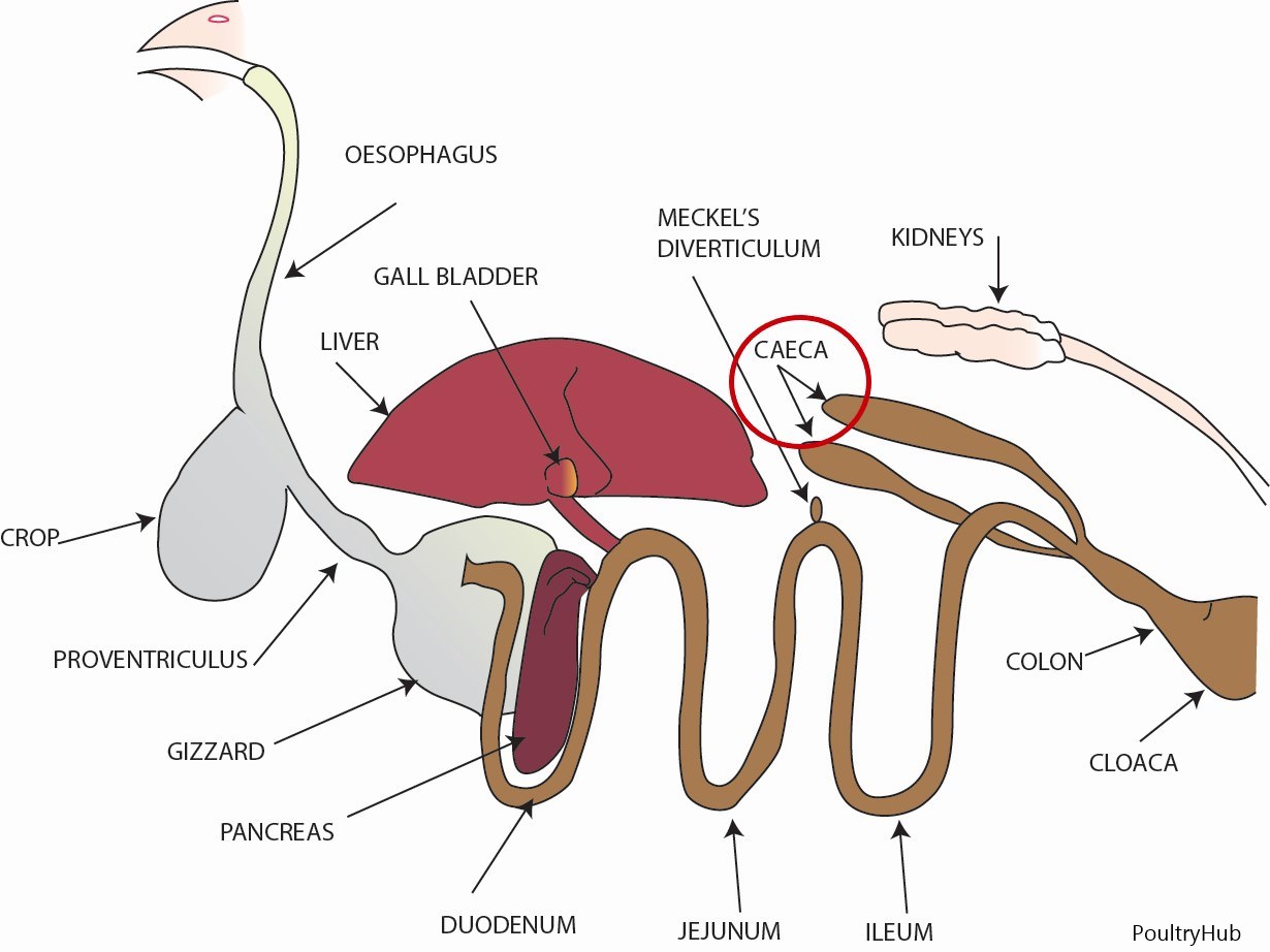 Resources - Rolling Plains Quail Research Foundation
