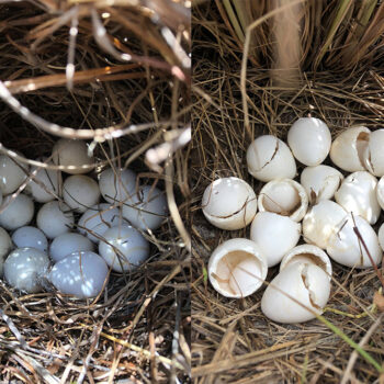 Episode 5: Who are the major predators of quail? - Rolling Plains Quail ...