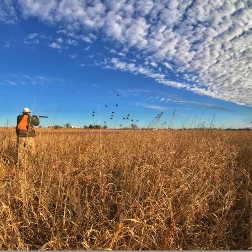 Episode 5: Who are the major predators of quail? - Rolling Plains Quail ...