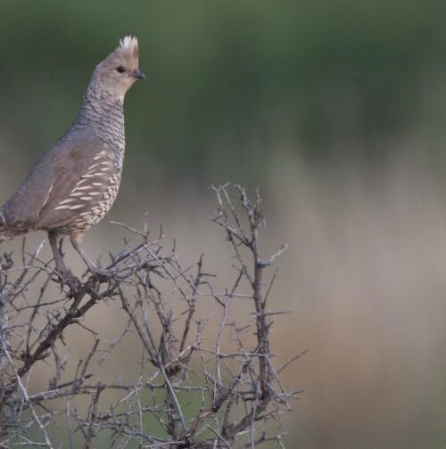 Episode 5: Who are the major predators of quail? - Rolling Plains Quail ...