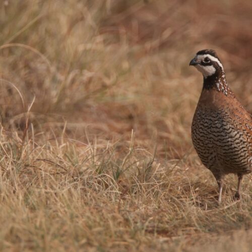 Episode 5: Who are the major predators of quail? - Rolling Plains Quail ...
