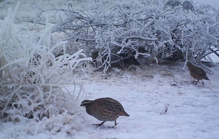 Episode 9: - "If We Make It Through December" - Rolling Plains Quail ...