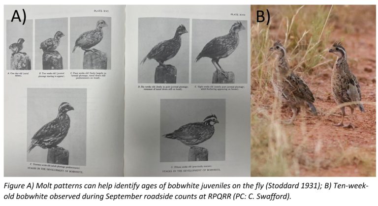 Feathers: More than Just Flight | Covey Rise Magazine