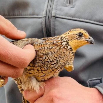 Episode 5: Who are the major predators of quail? - Rolling Plains Quail ...