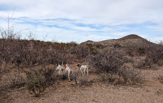 The Privilege of Quail Hunting in Texas: A Call to Preserve and Protect ...